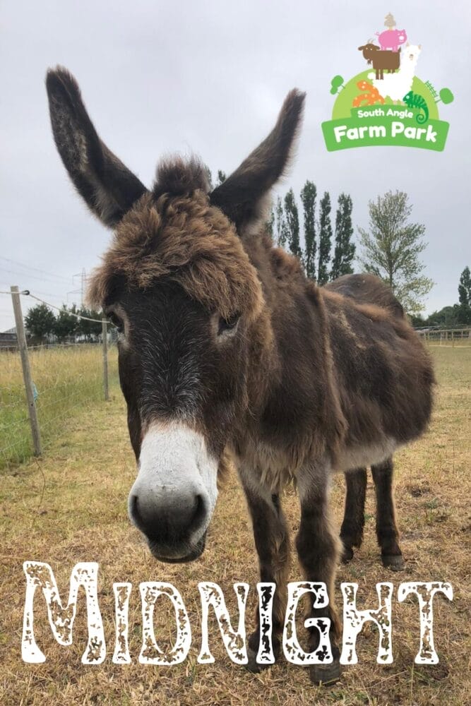 Animal Adoption Packs - Welcome to South Angle Farm Park